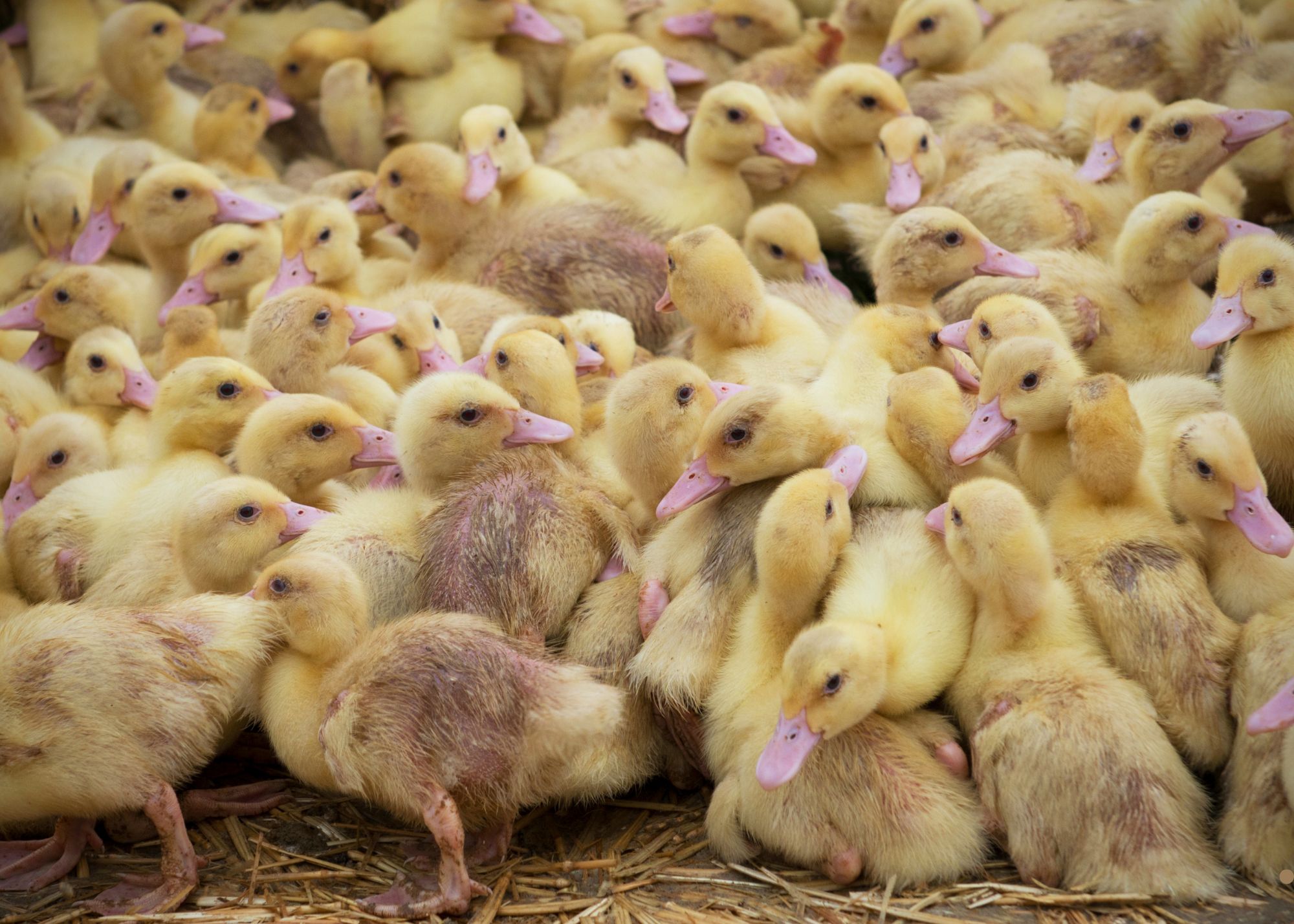 CAFOs: Harming People Now, Later, and Forever – Vermont Journal of ...