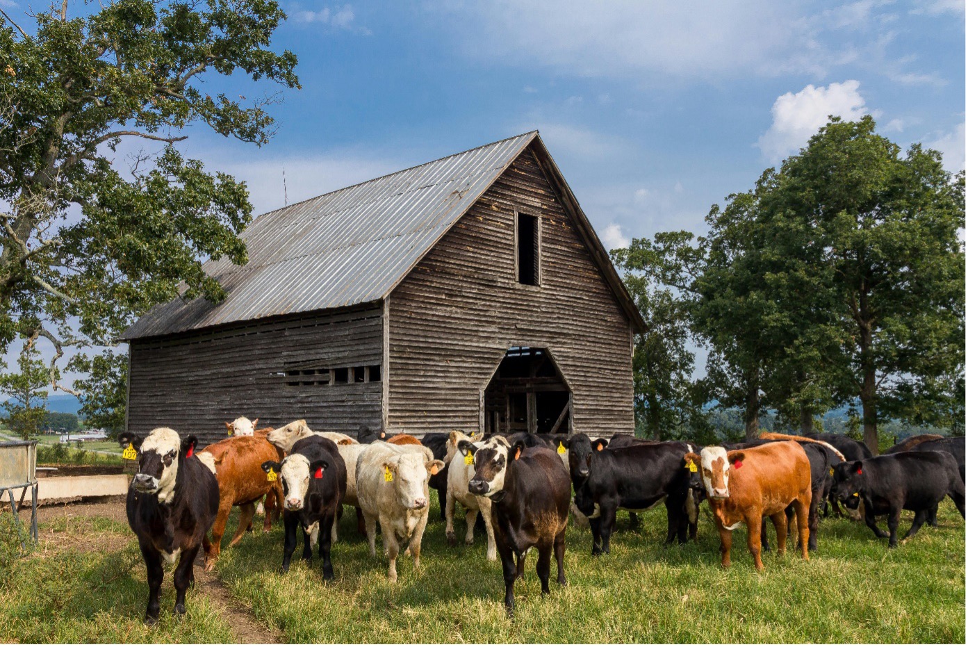 Agriculture, Animals, and AI – Modern Solutions for Age-Old Problems ...